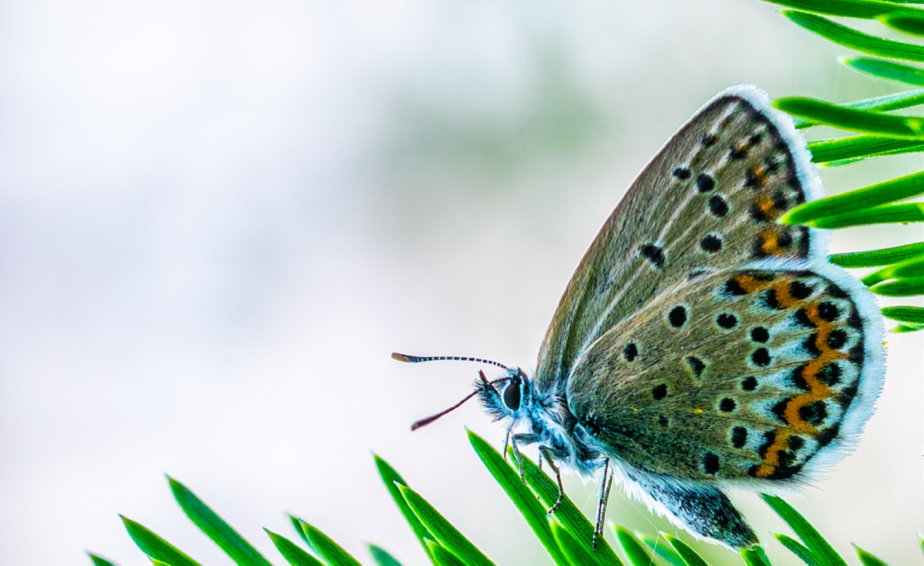 GCV Emerging Leaders Awards 2021: Andrea Course and Bo Li